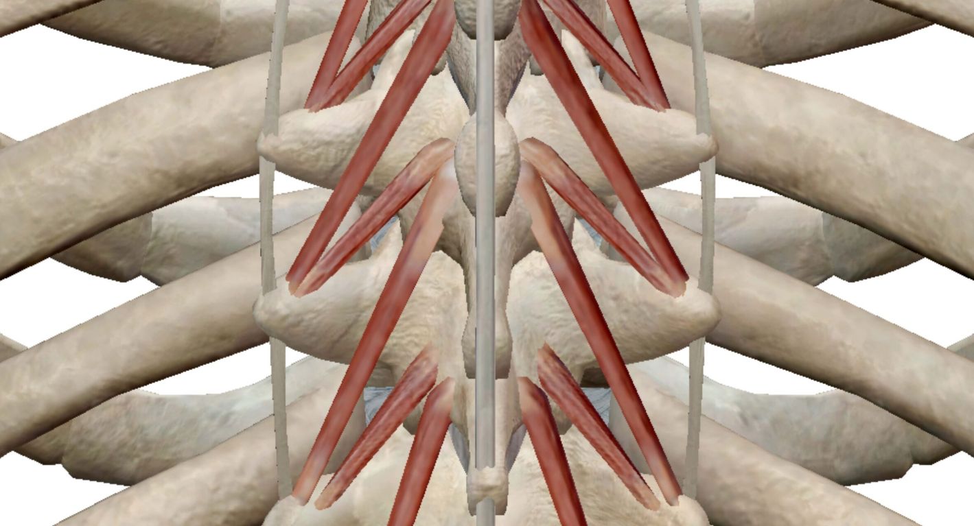 Back Pain - Reinge Clinic